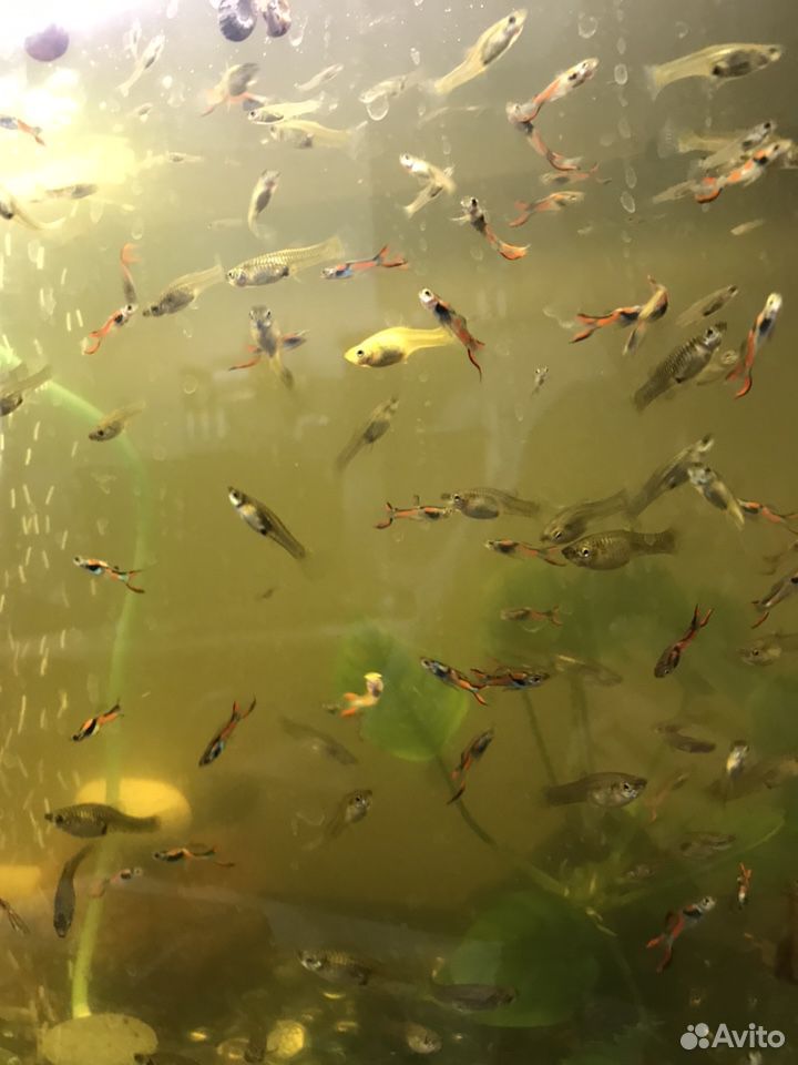 Рыбки Гуппи