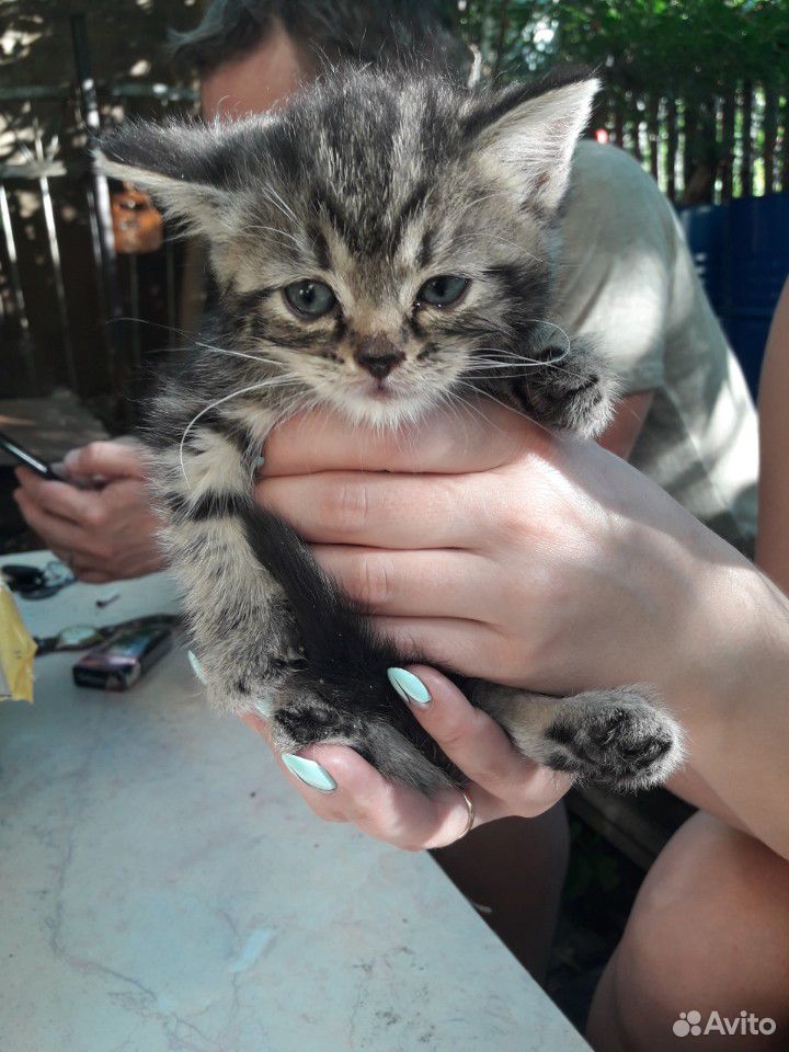 Котята в любящие ручки