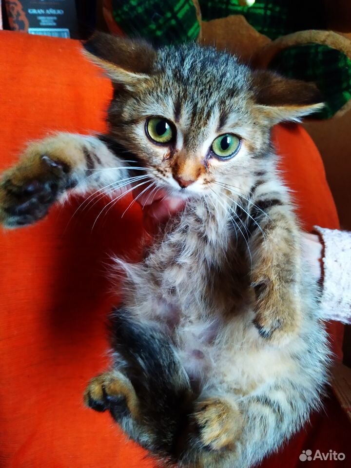 Умка - маленькая ушастая девочка 1.5 мес в дар