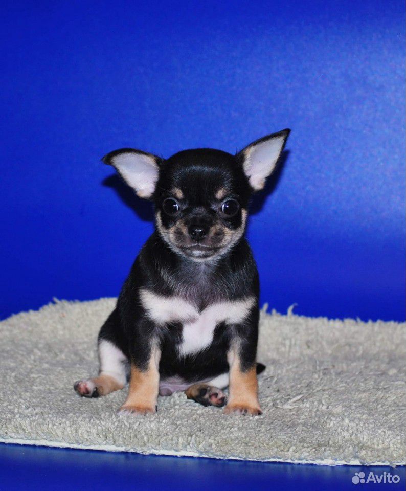 Чихуахуа мальчики зайчики