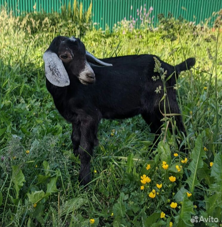 Продам коз