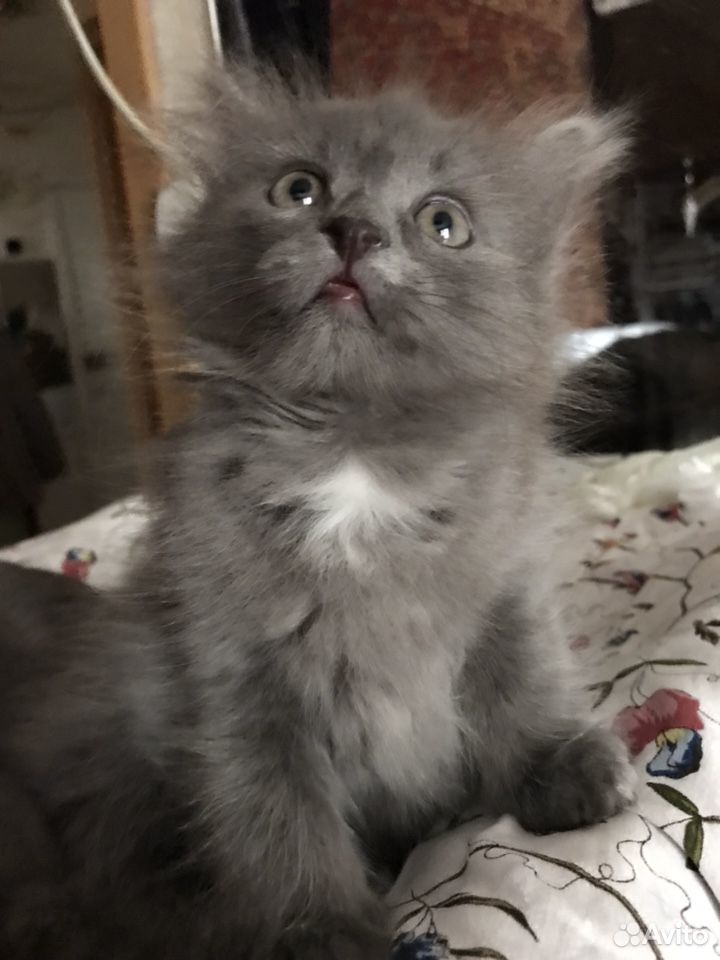 Карат и пушистые Небилунг
