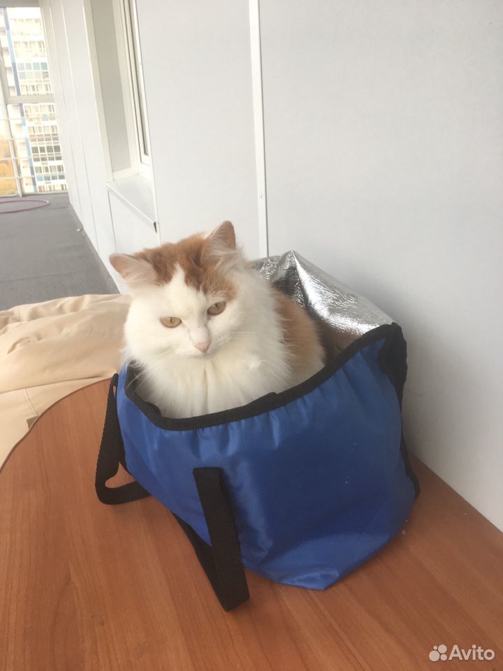 Кошка в добрые руки