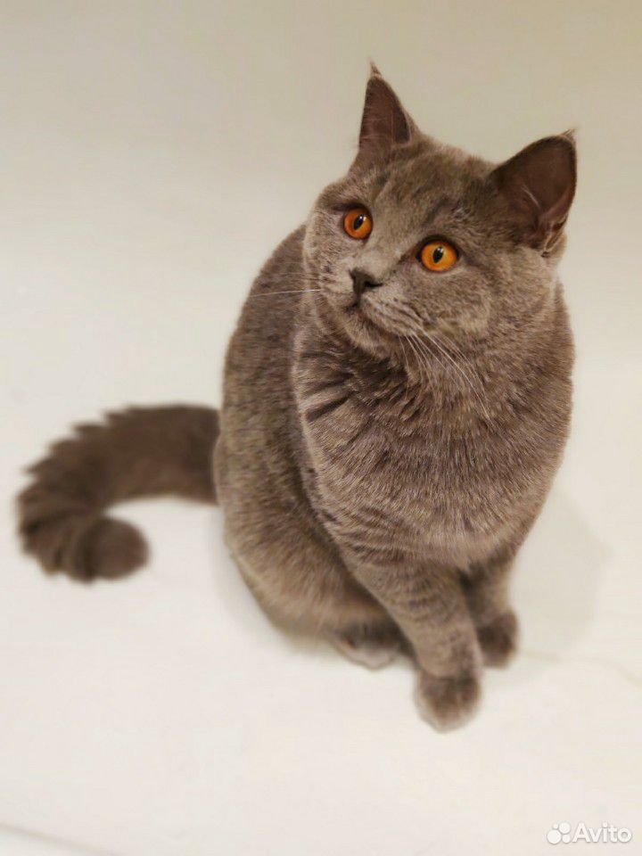 Случка с котом