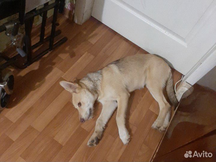 Отдаю собачку в хорошую семью