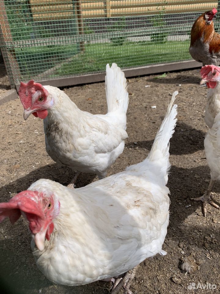 Продам куриц несушек