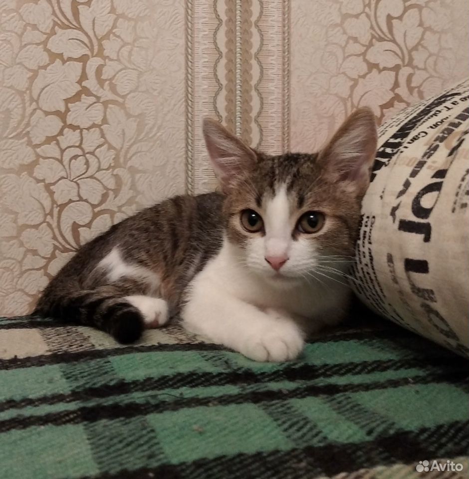 Котёнок ищет дом