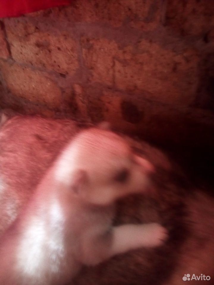 Продаются очаровашки чистокровные хасята