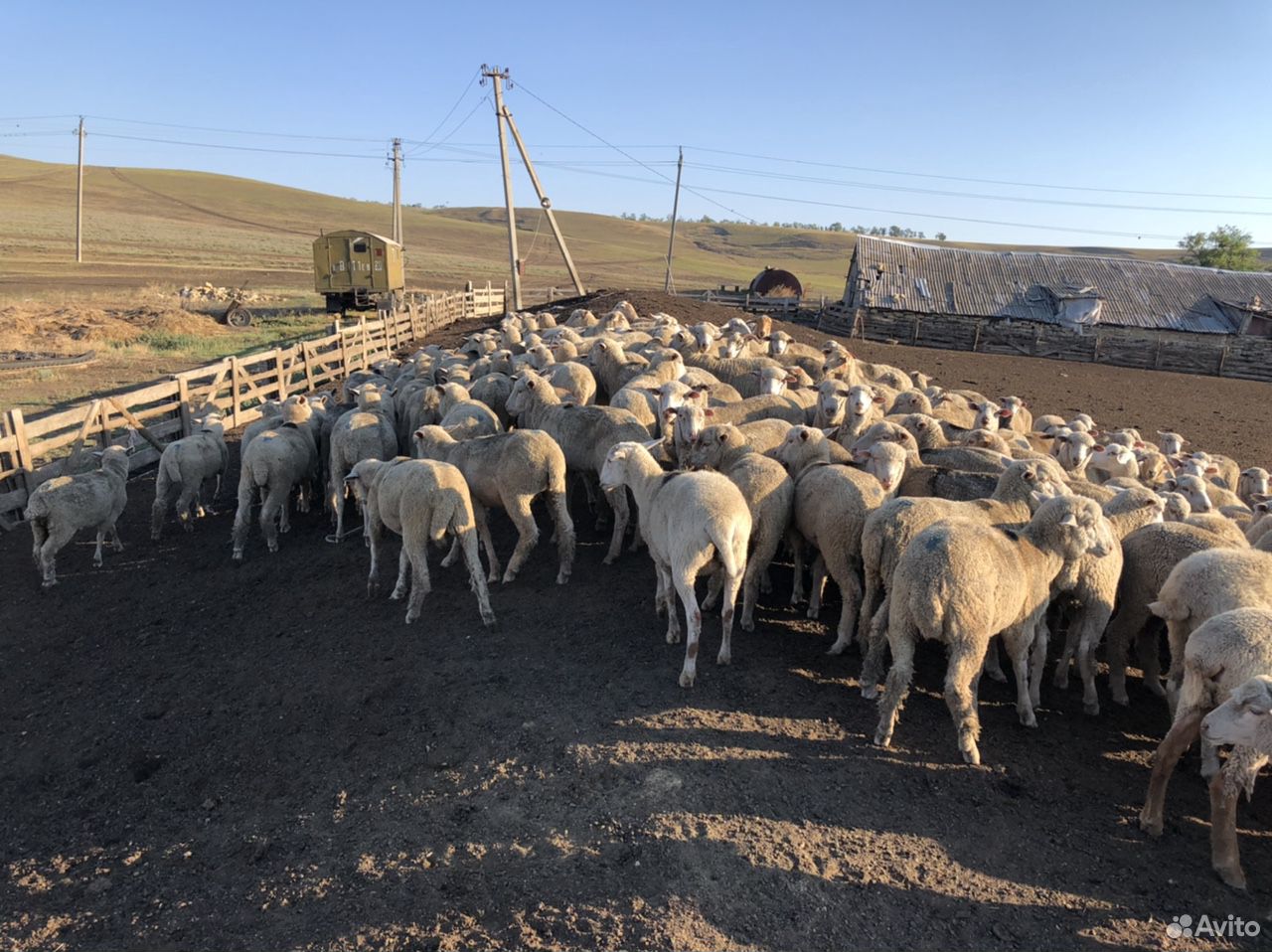 Валухи ярки