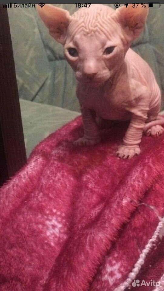 Донской сфинкс