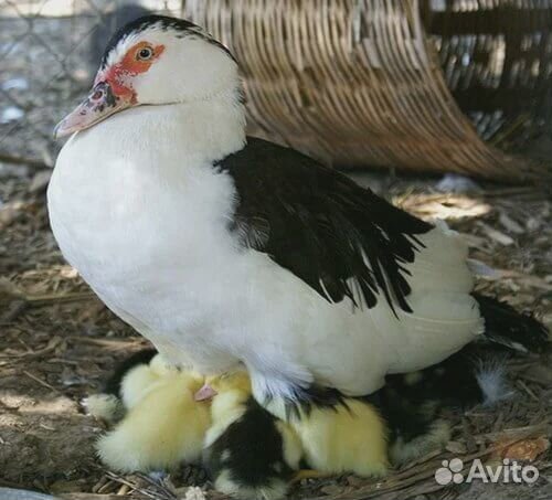 Утята породы "Мулард"