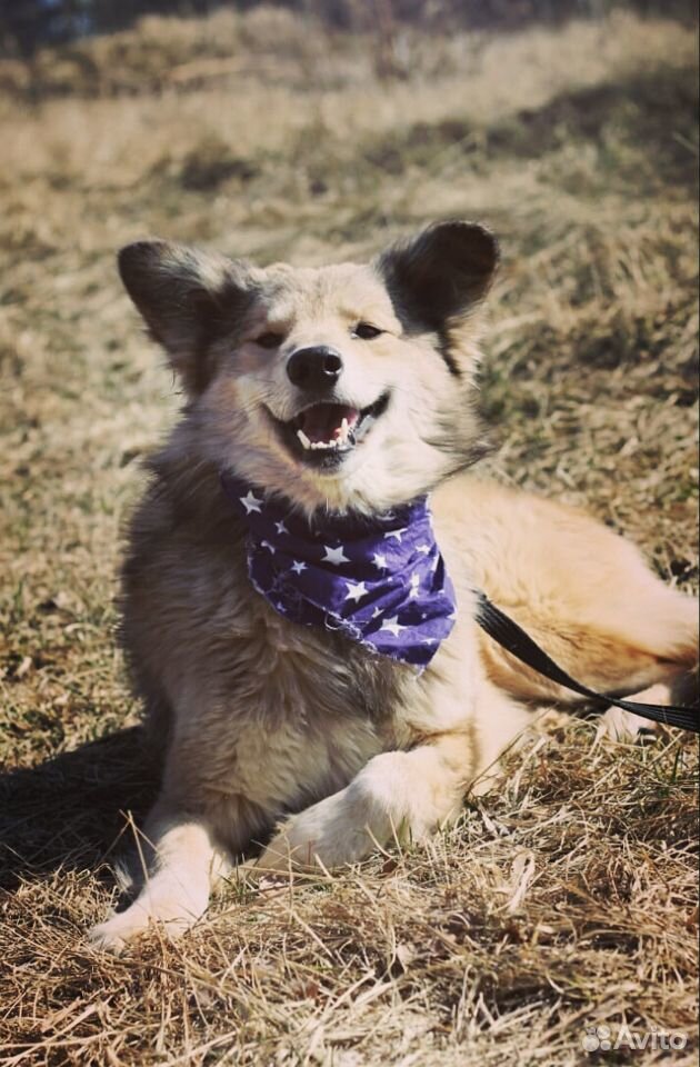 Улыбчивый Тони в добрые руки