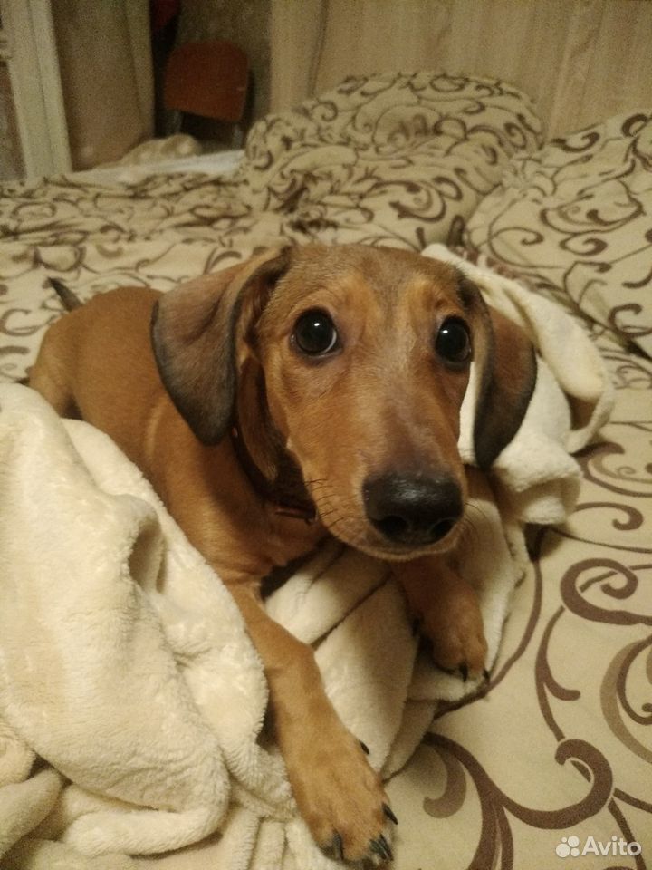 Щенок девочка полу-Такса В хорошие руки