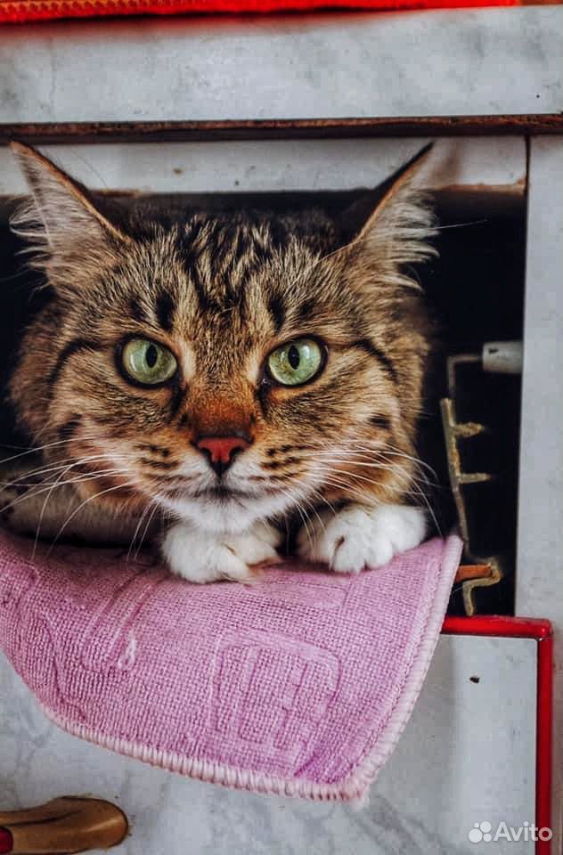 Ласковая кошечка ищет дом