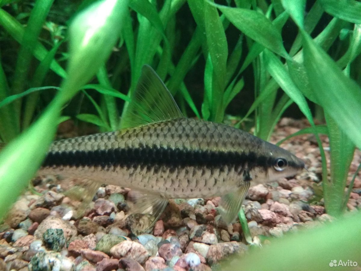 Водорослеед