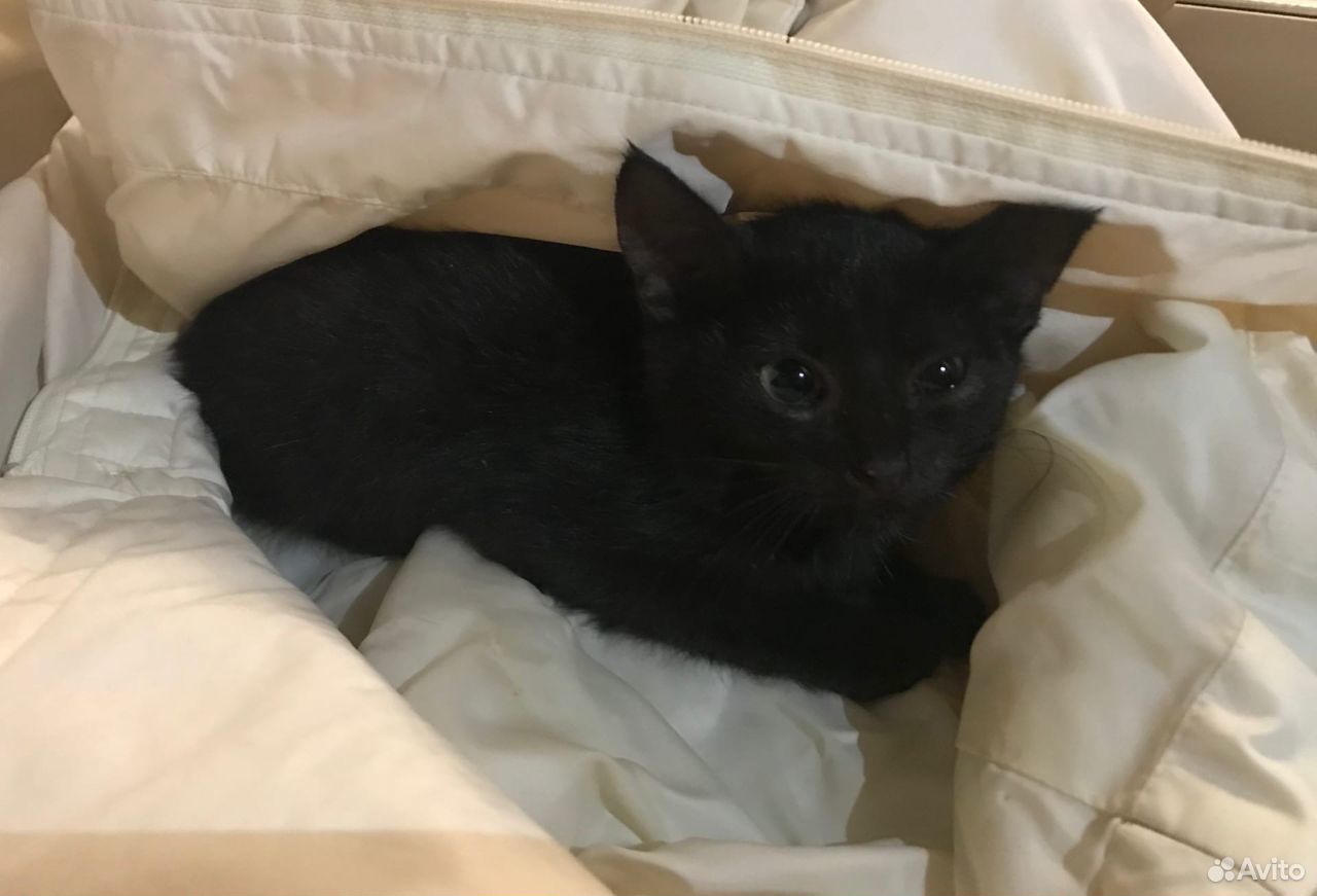 Котенок в хорошие руки