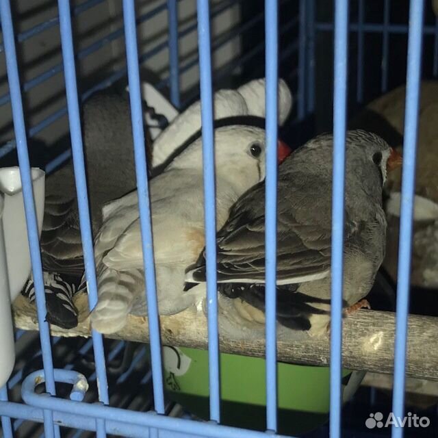 Амадины продам