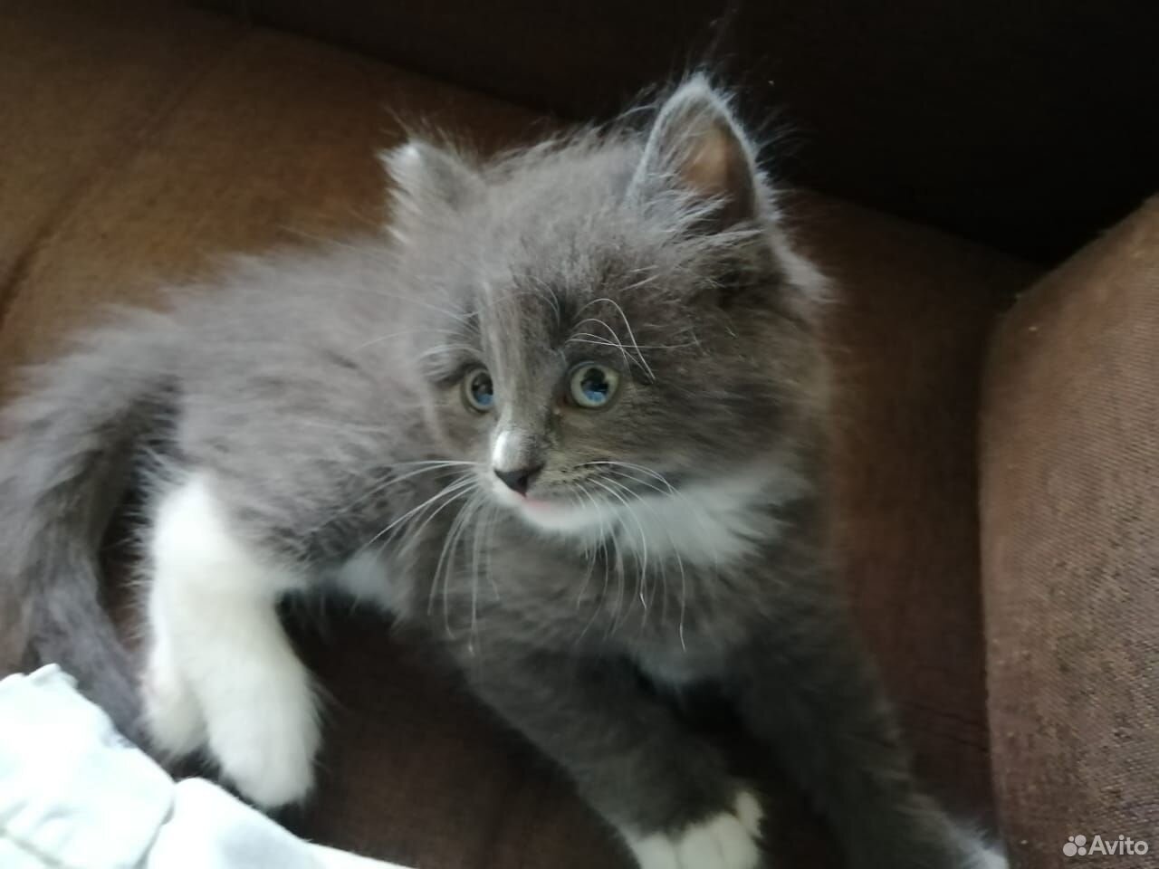 Котята в заботливые руки