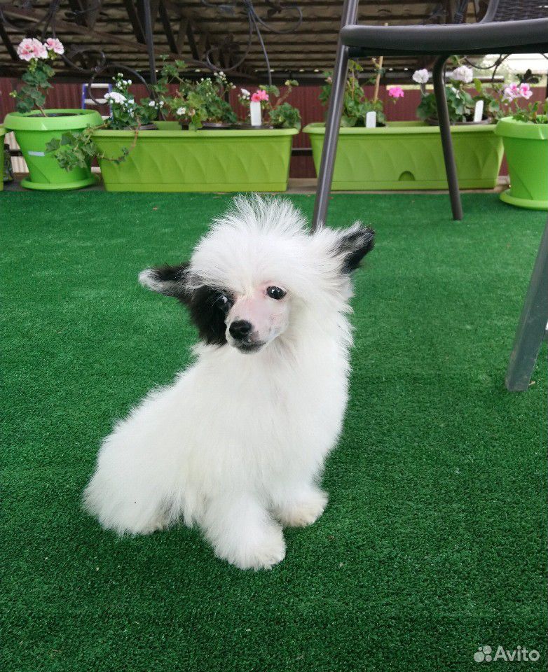 Маленькая красавица