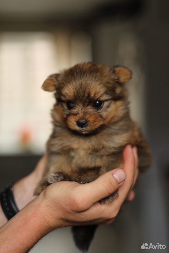 Плюшевый медвежонок