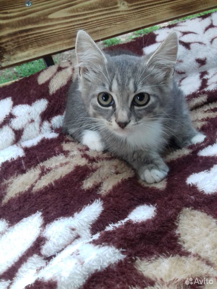 Кошка