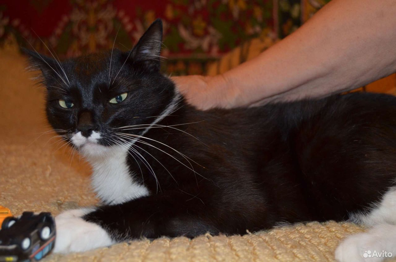 Кот Соломон кастрирован