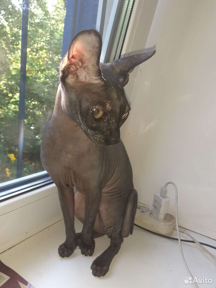 Канадский сфинкс