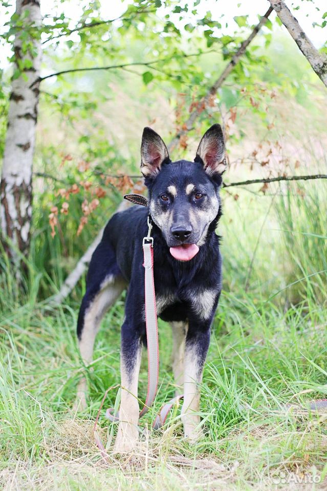 Макс - веселый, добрый, ласковый пёс ищет свой дом