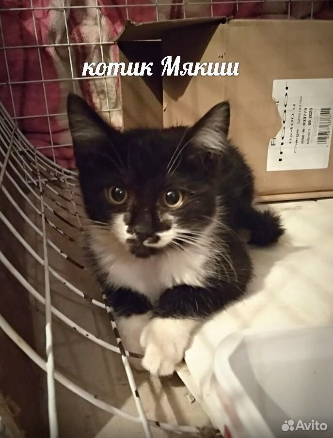 Мякиш - ласковый нежный котенок. 2мес. Приют