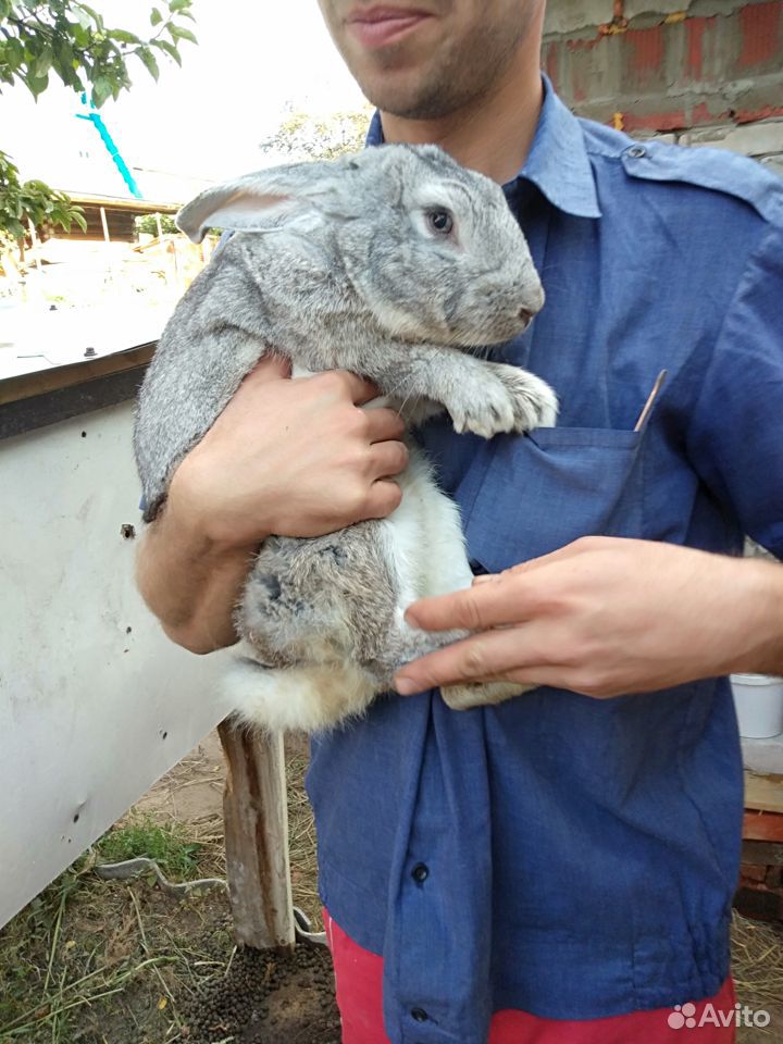 Кролик самец 1 год