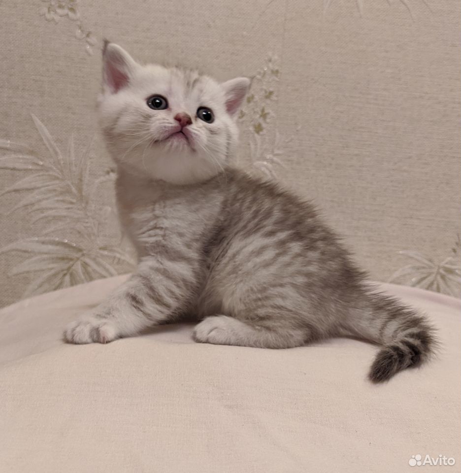 Британский котенок