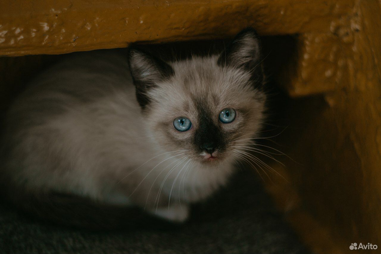 Котёнок мальчик