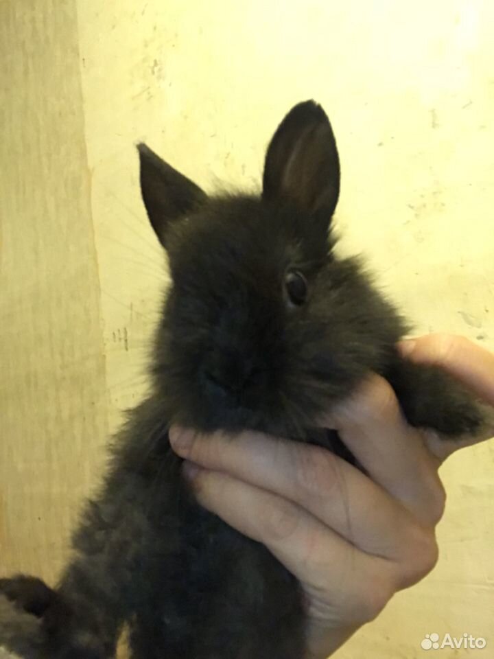 Чисто чёрный крольчонок,ручная