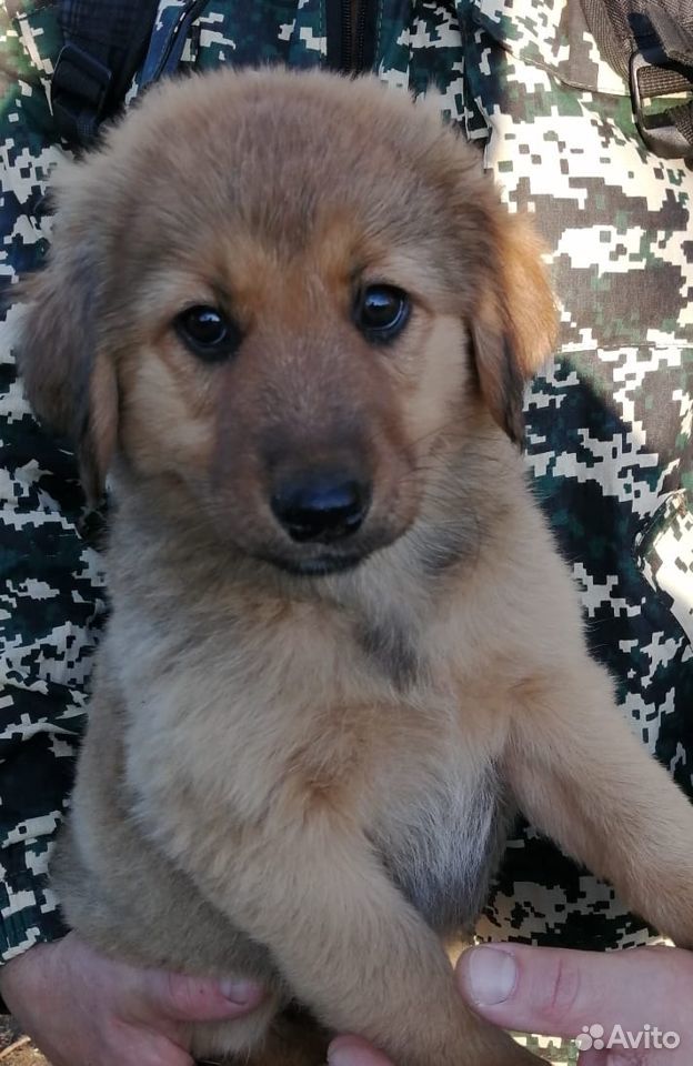 Ищем добрые руки