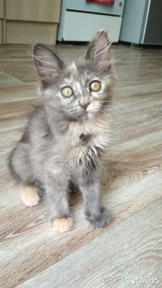 Кошка