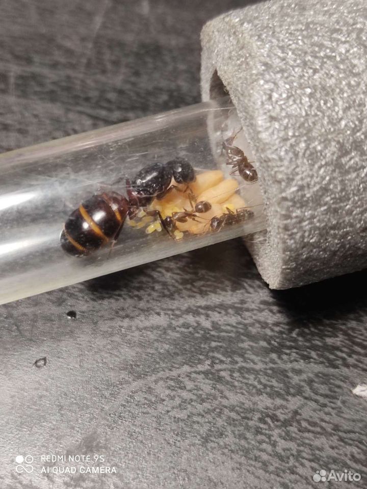 Camponotus Herculeanus