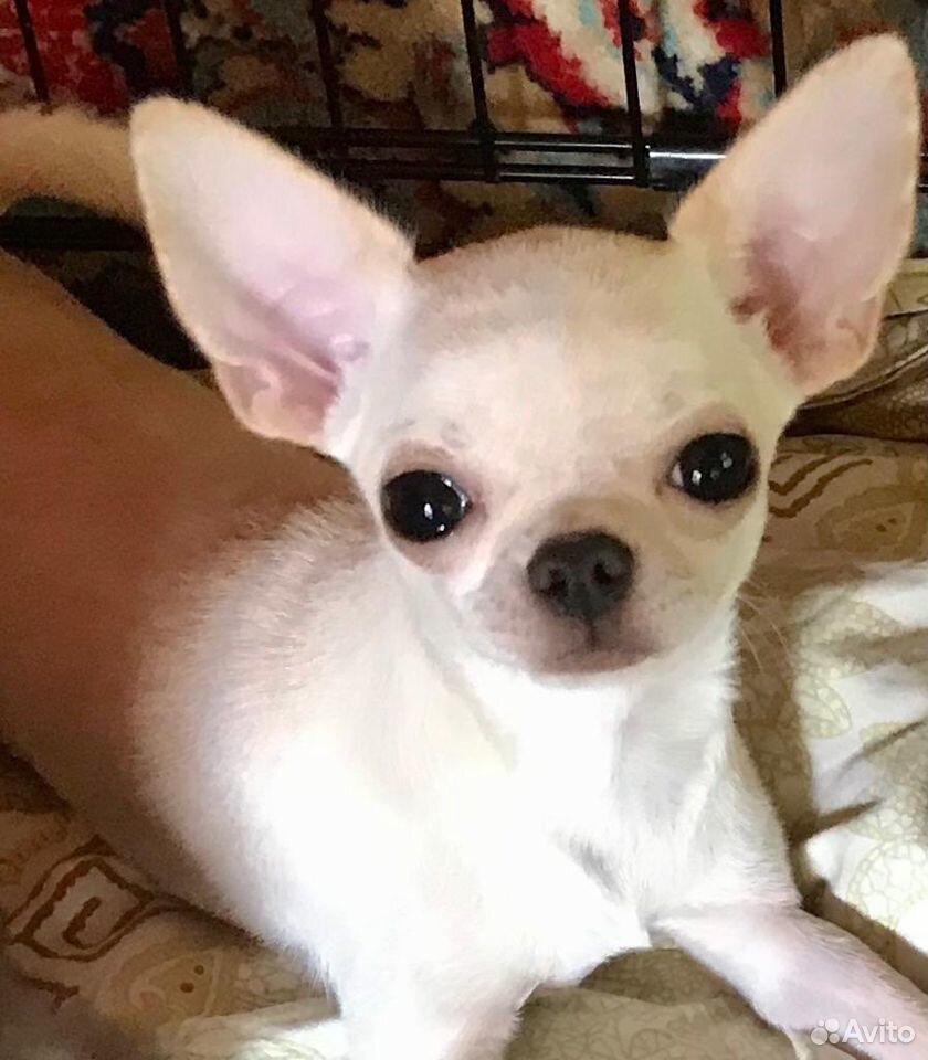 Чихуахуа- девочка Америка