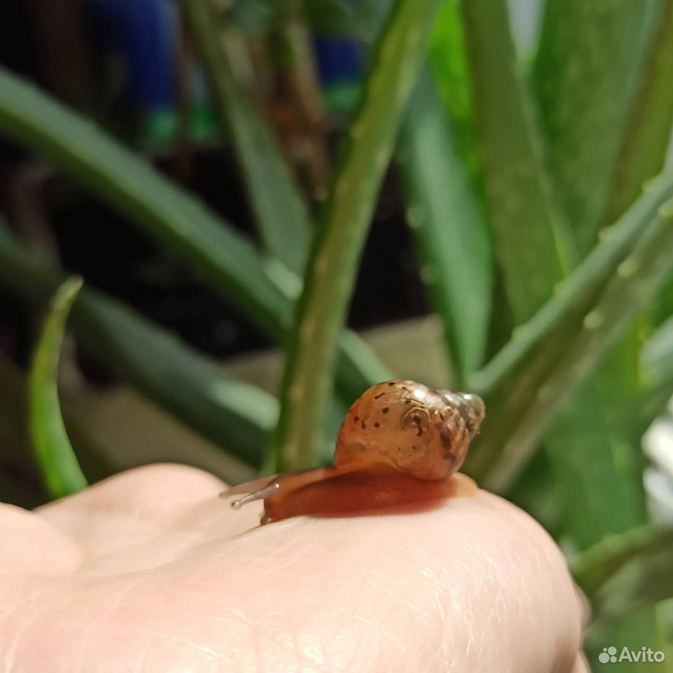 Улитка Ахатин