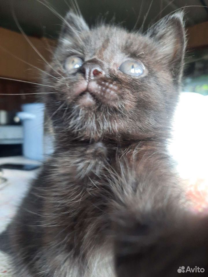 Котёнок