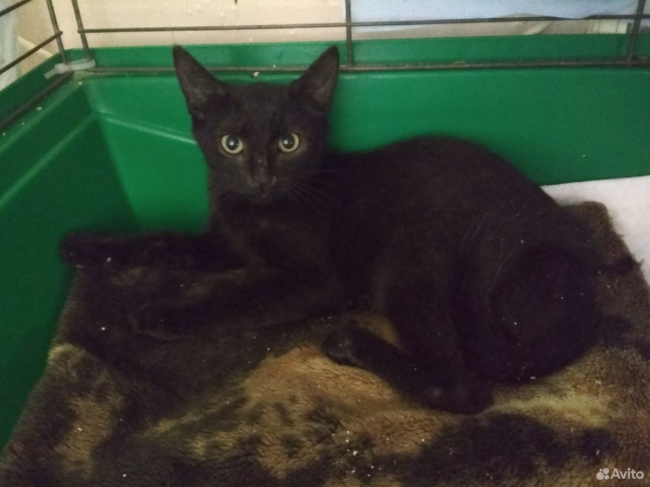 Котенок Чернышка девочка в добрые руки