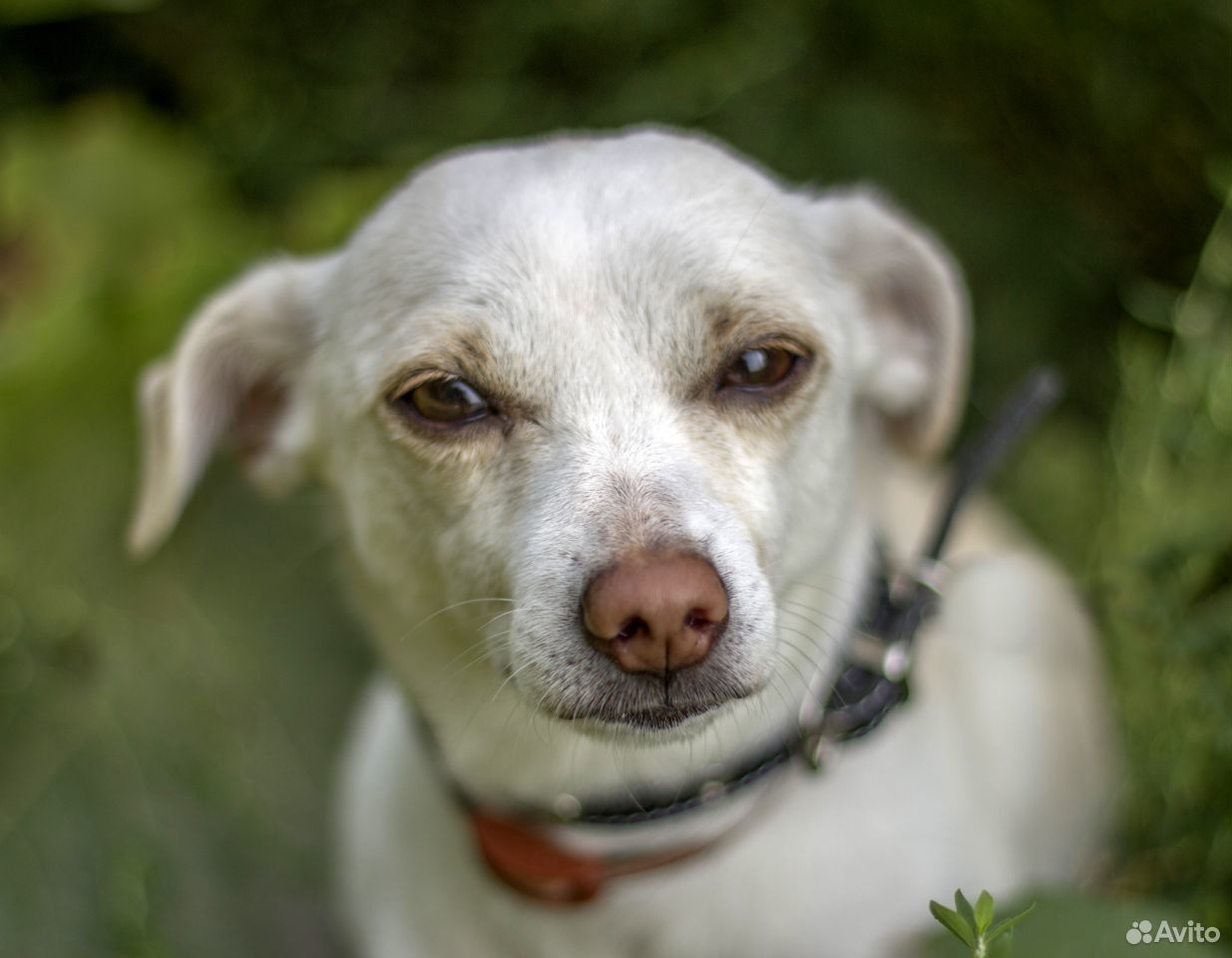 Некрупная собака ищет дом