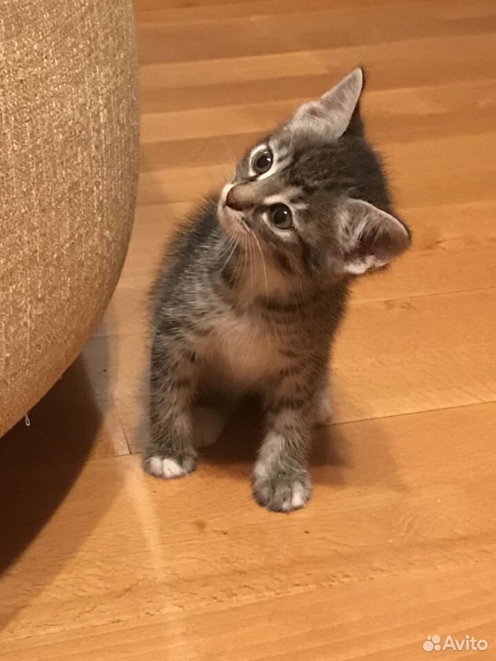 Котенок (девочка) около месяца