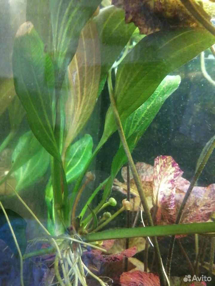 Эхинодорус