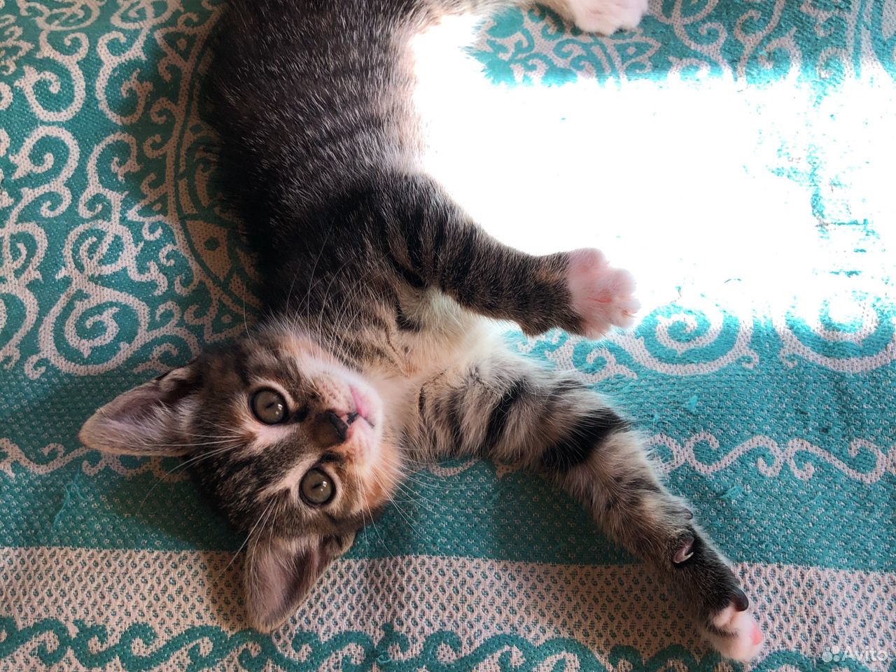 Кошка