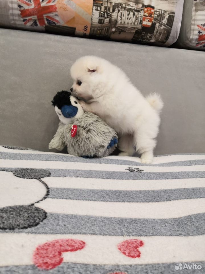 Померанский шпиц