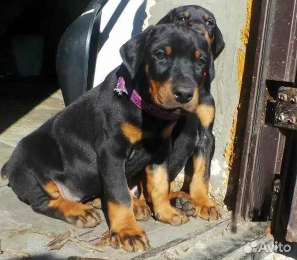 Щенки Добермана