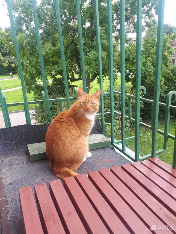 Рыжий кот Чарли 2 года