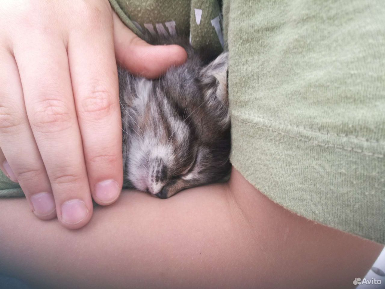 Котёнок