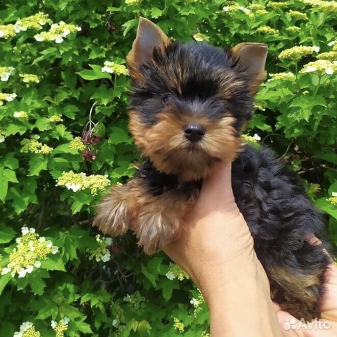 Щенята йоркширского терьера