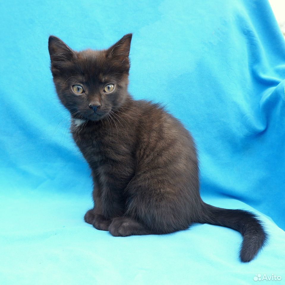 Котик Малыш Черныш